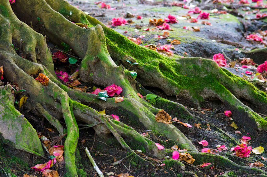 Roots Between the Stones (Part One of Two) - Minutes Before Six